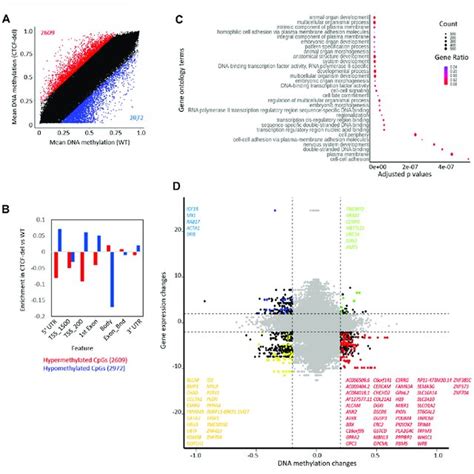 Ctcf Deletion Alters The Dna Methylation Profile Of Hipscs A Ctcf