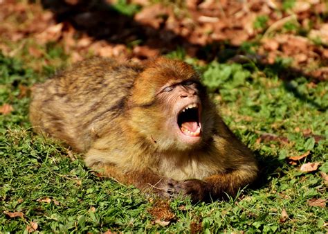 Free fotobanka : roztomilý, zvěř a rostlinstvo, zoologická zahrada ...