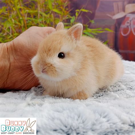 Netherland Dwarf Bunny Basic Care For Netherland Dwarf Rabbits At