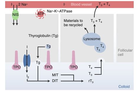 Hormonas Tiroideas Concise Medical Knowledge