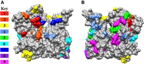 clustergram of interaction pro fi les show ing allele clustering this