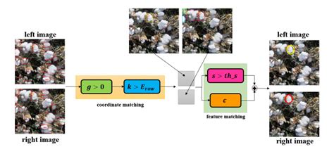 Sfemm A Cotton Binocular Matching Method Based On Yolov7x