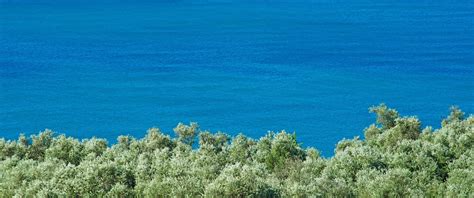 Functional Foods For Sensitivities Safe And Smart Use Milestone®