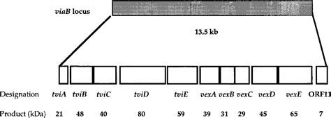 Figure 2 From The Vi Antigen Of Salmonella Typhi Semantic Scholar
