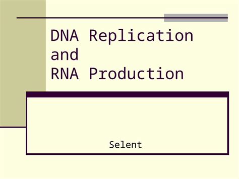 PPT DNA Replication And RNA Production Selent Replication The Process Of Copying DNA The Two