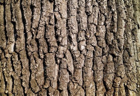 Tree Bark Texture