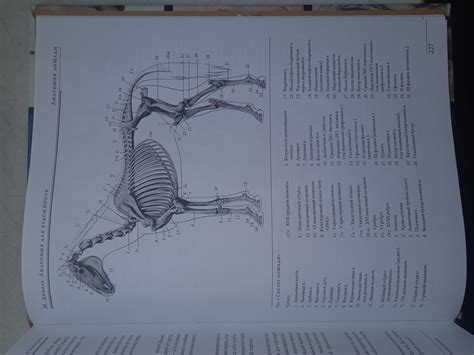 Книга Матиас Дюваль Анатомия для художников 400 грн Книги журнали Харків на Olx
