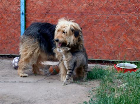 Friendship By Orlissa On Deviantart