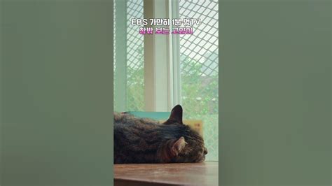 창밖 보다가 낮잠 자는 고양이 보면서 멍때리는 힐링 영상 Shorts Youtube