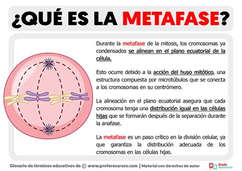 Qué Es La Metafase