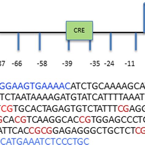 Bdnf Exon Iv Promoter Schematics Sequence Of The Bdnf Exon Iv Promoter