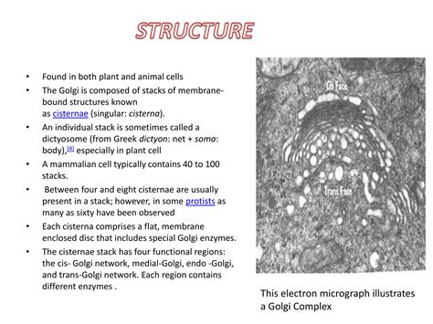 Function Of Golgi Complex By Kk Sahu Sir Ppt