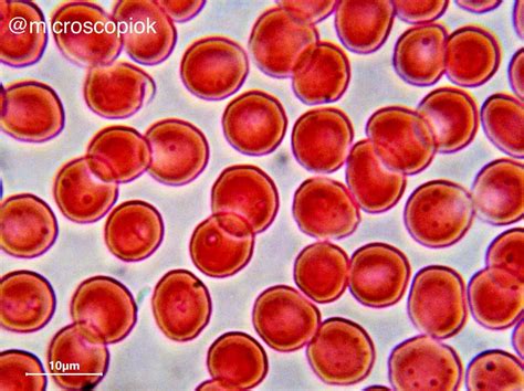 🇮🇹 Eritrociti 🇬🇧 Microscopiok Natura Al Microscopio Nature