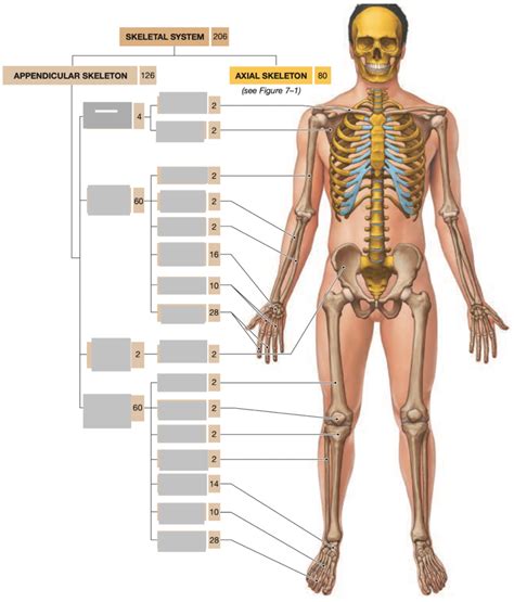 Appendicular Skeleton Diagram Quizlet