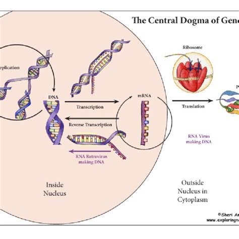 The Graph On The Left Shows The Mutation Rates Of Several Select Download Scientific Diagram The Graph On The Left Shows The Mutation Rates Of Several Select Download Scientific Diagram