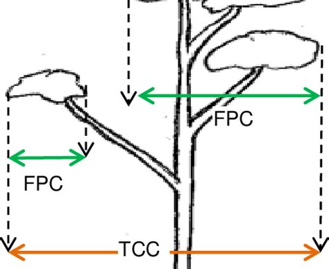 Schematic Difference Between FPC And TCC Download Scientific Diagram