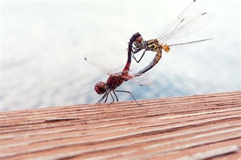 Amazing Stories Around The World The Joy Of Bug Sex The Carnal Gymnastics Of Invertebrates