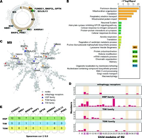 Co Expression Network Analyses Of Modules Containing Mitophagy Receptor