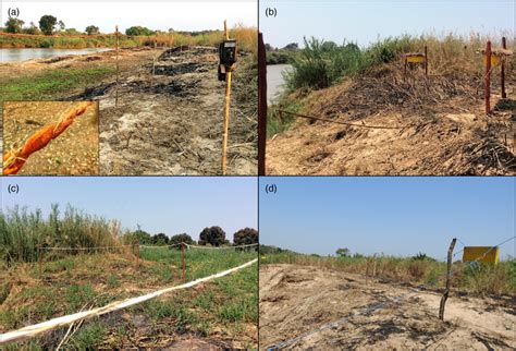 examples of elephant‐deterrent strategies evaluated as part of our