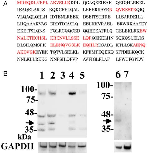 Characterization Of The Ax10 Antigen A Peptide Coverage Is Present