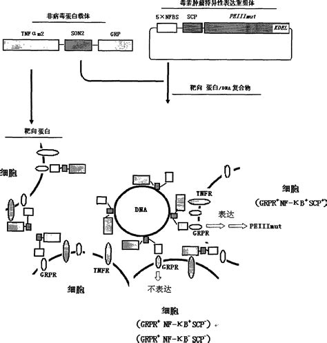 Type T Non Viral Vector And Composite Medicament Containing The Same