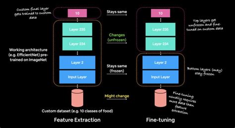 Pegah T On Linkedin Updated Post Fine Tuning In Deep Learning With A Practical Example Day
