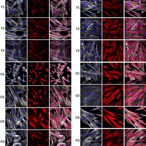 Level Of Maintenance Of Osteogenic Transdifferentiation Per Primary