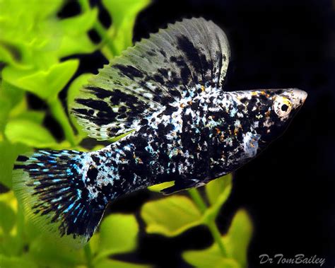 Premium Male Marbled Sailfin Molly