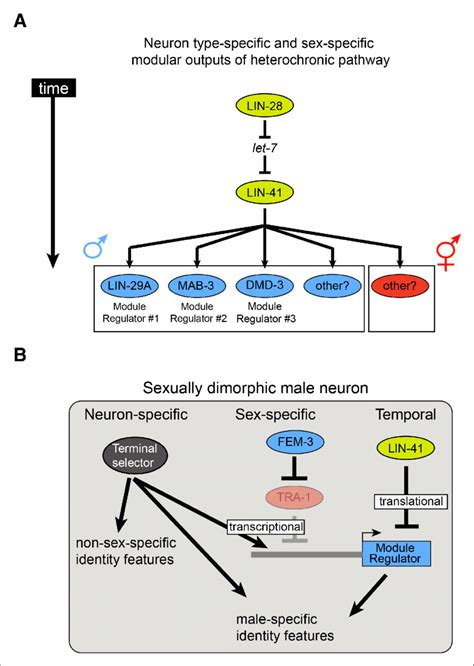 Timing Mechanisms Controlling Sexually Dimorphic Nervous System Download Scientific Diagram