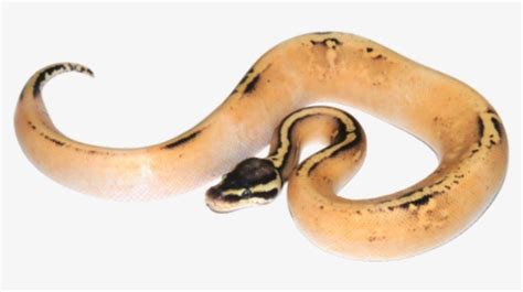 Anaconda Python Icon HD Png Download Transparent Png Image PNGitem