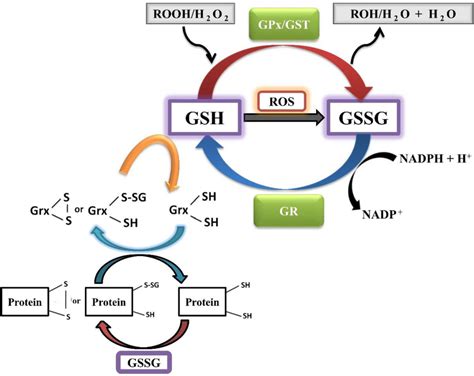 Cellular Redox Cycle Of Reduced And Oxidized Glutathione It Summarizes Download Scientific