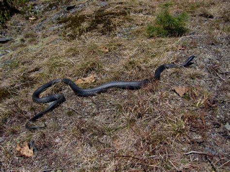 C Constrictor Adult In Hands With Jim And Fred3 Vermont Reptile And