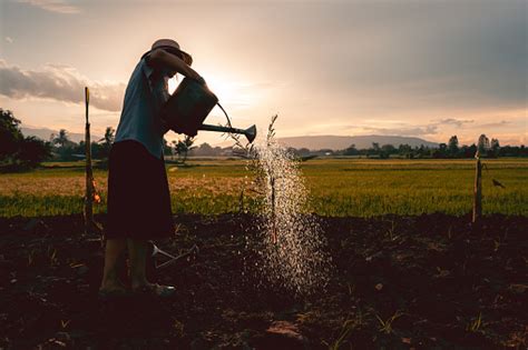 일몰 배경에 식물에 물을 여자 학년과 급수 탱크를 들고 아시아 사람들 물뿌리개에 대한 스톡 사진 및 기타 이미지 물뿌리개 야외 여자 Istock