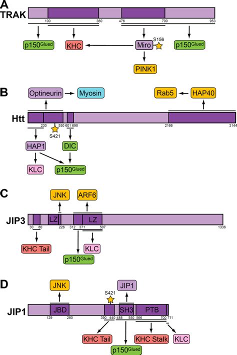 Schematic Of Binding Interactions Between Bidirectional Scaffolding