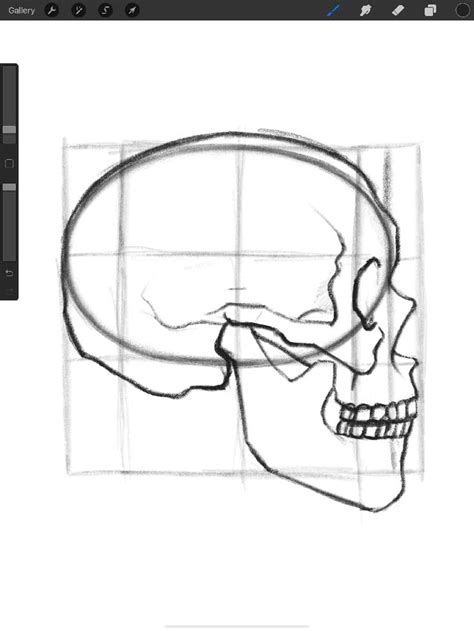 Easy Ways To Draw A Skull In Procreate Skulls Drawing Human Skull Drawing Skull Art Drawing