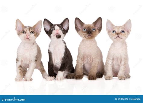 Four Adorable Devon Rex Kittens Posing On White Stock Image Image Of Group Colorpoint 79377373