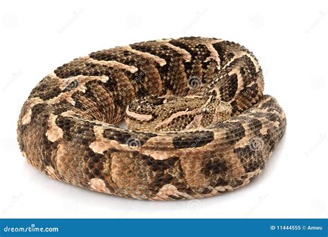 Puff Adder Stock Image Image Of Deadly Nature Crawling 11444555