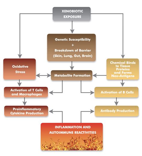 Cyrex Array 11 Chemical Autoimmune Reactivity Screenconners Clinic