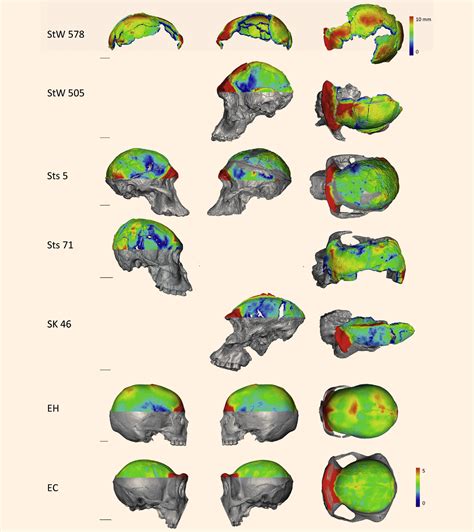 Paranthropus Vs Australopithecus