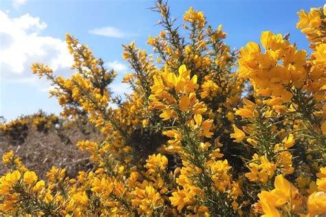 The Best Gorse Flower Ice Cream Recipe Wild Walks Southwest