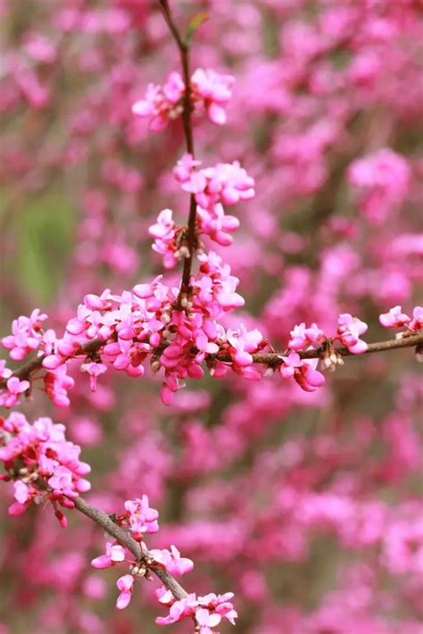 Stunning Pink Flowering Trees To Transform Your Garden