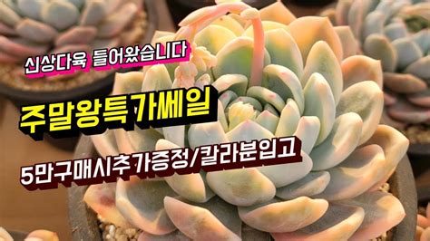 인천다육 인기짱 묵둥이와 신상다육이 들어왔습니다 🏡인천 남동구 호구포로400 ☎️ 010 5316 7402 Youtube