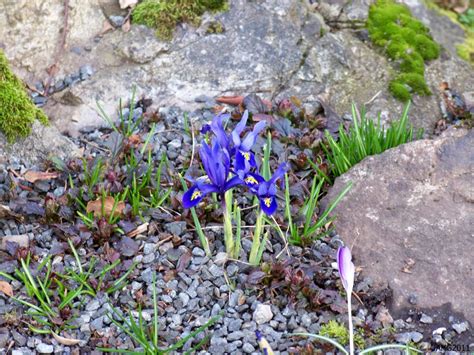 Reticulate This Name That Plant