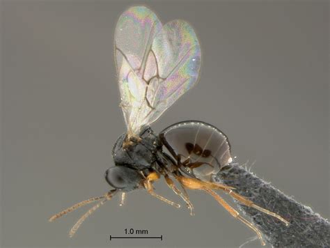 Waspweb World Cynipoidea Waspweb