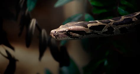 A Big Lunch Alligator Spotted With Possibly The Largest Python Ever Found In Everglades In Its