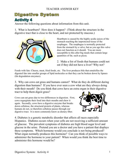 digestive system activity answer key