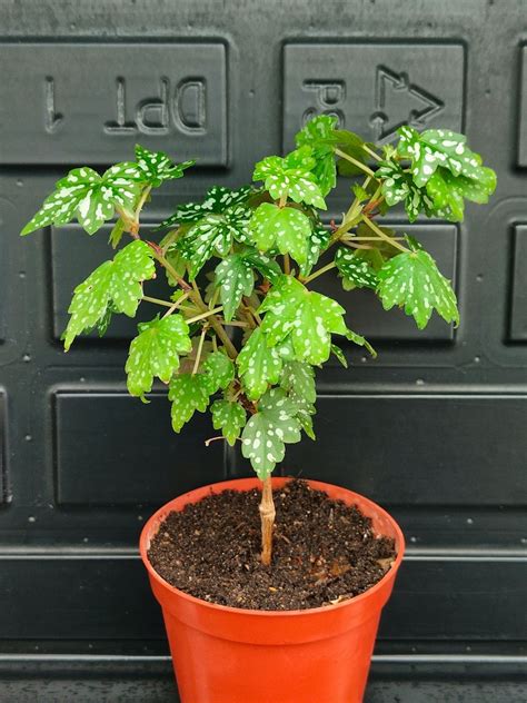 Begonia Dregei Caudex 100 14630019399 Oficjalne Archiwum Allegro