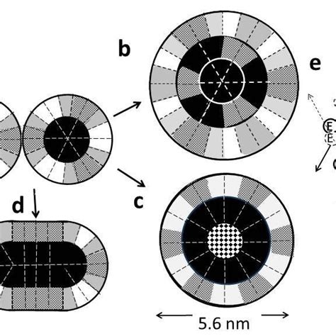 Representations Of Six Stranded β Barrels Depicted As If The Barrel Download Scientific Diagram