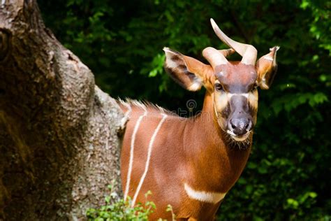 Bongo Antelope Stock Image Image Of Safari Standing 36705331