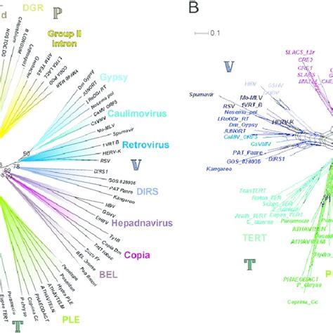 Relation Of Rvt Genes To Other Rt Classes A A Phylogram Indicating